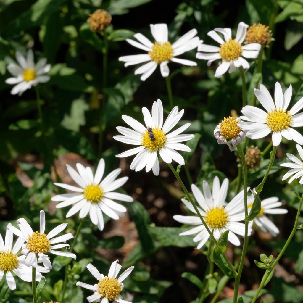 Kalimeris incisa Alba - Vivace d'été à fleurs blanches, proche de l'Aster