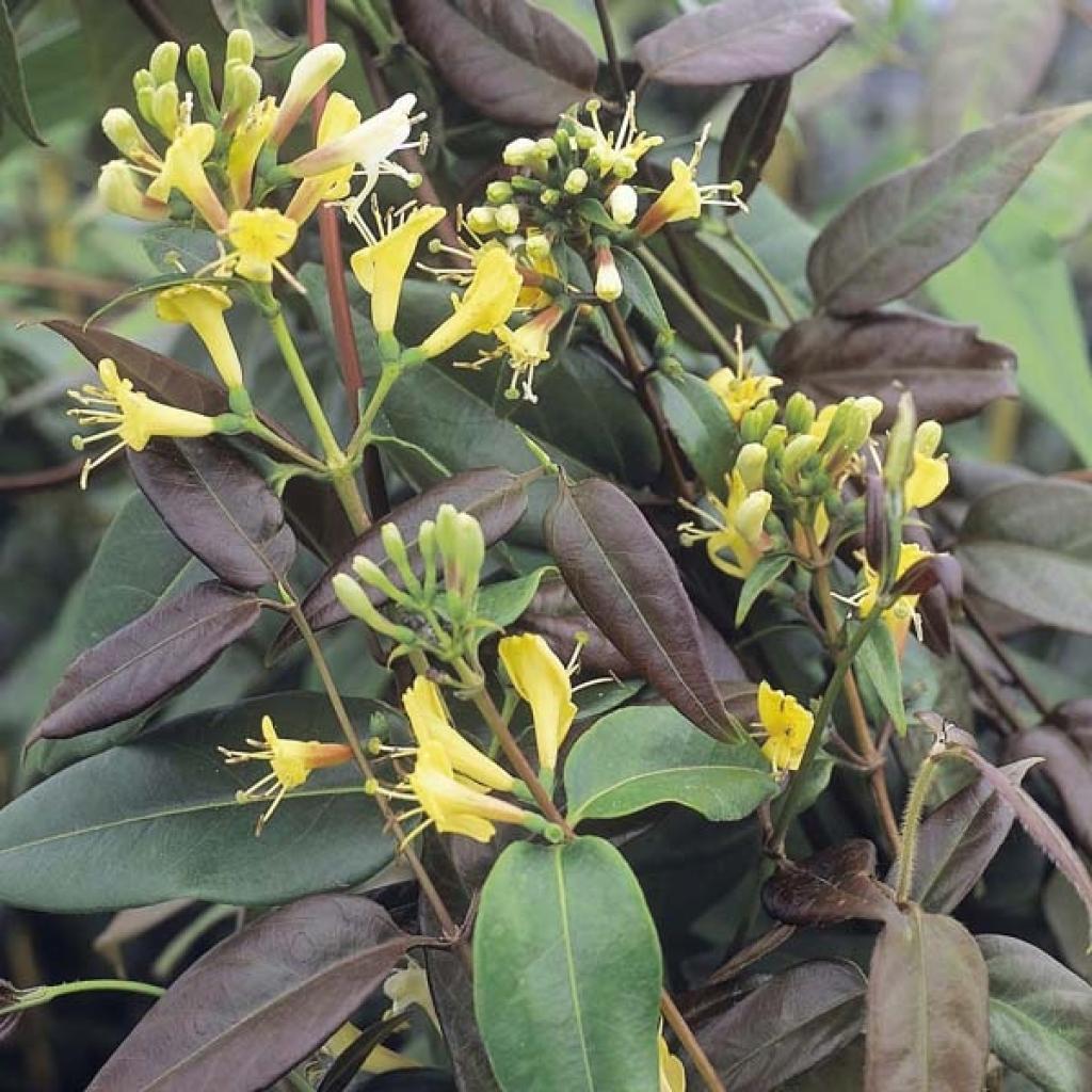 Lonicera henryi Copper Beauty - Chèvrefeuille de Henry – Grimpante