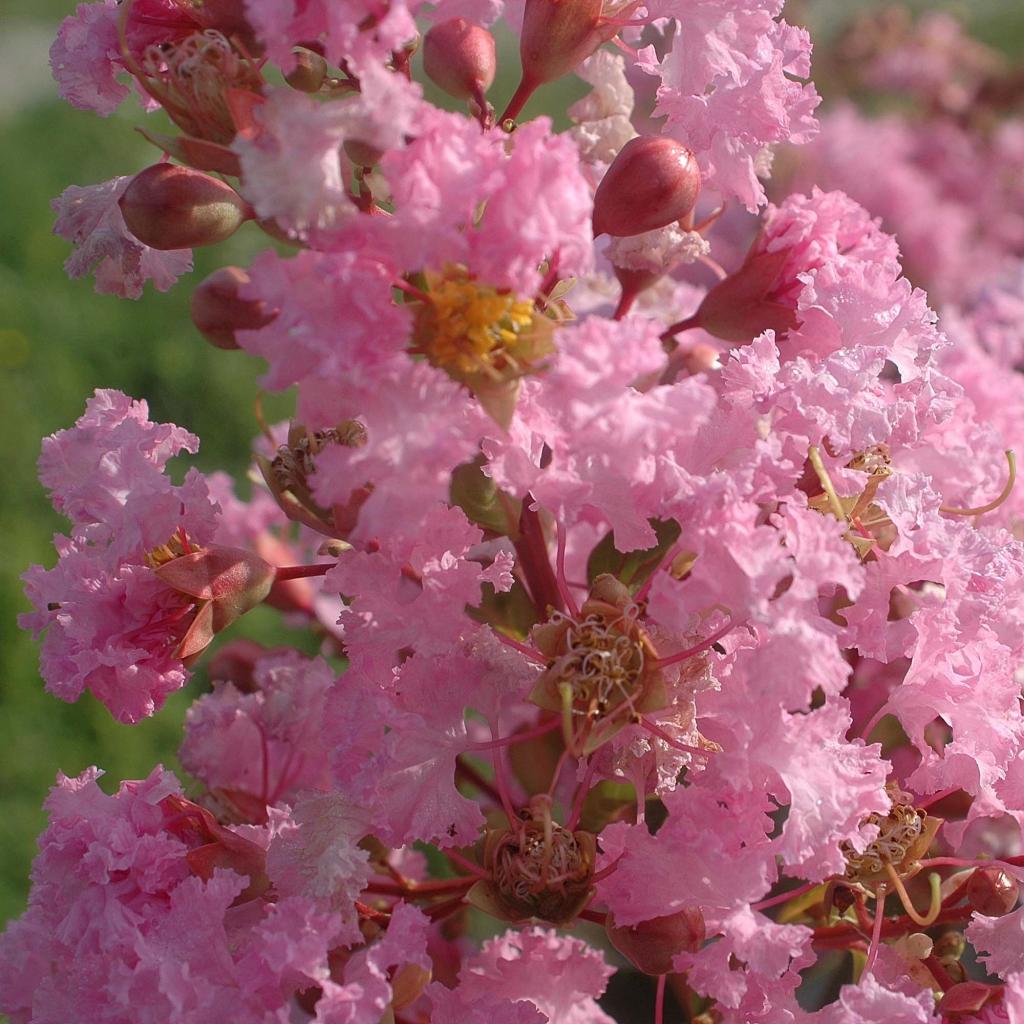 Lagerstroemia indica Rose Thé - Lilas des Indes à la floraison précoce ...