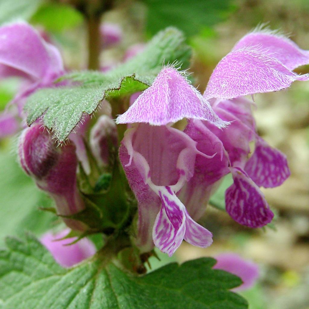 Lamium maculatum Roseum - Lamier maculé - Couvre sol panaché à fleurs roses