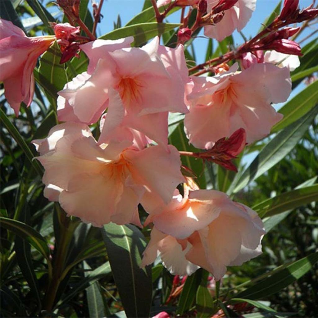 Laurier rose Provence - Nerium oleander - Arbuste persistant à grandes ...