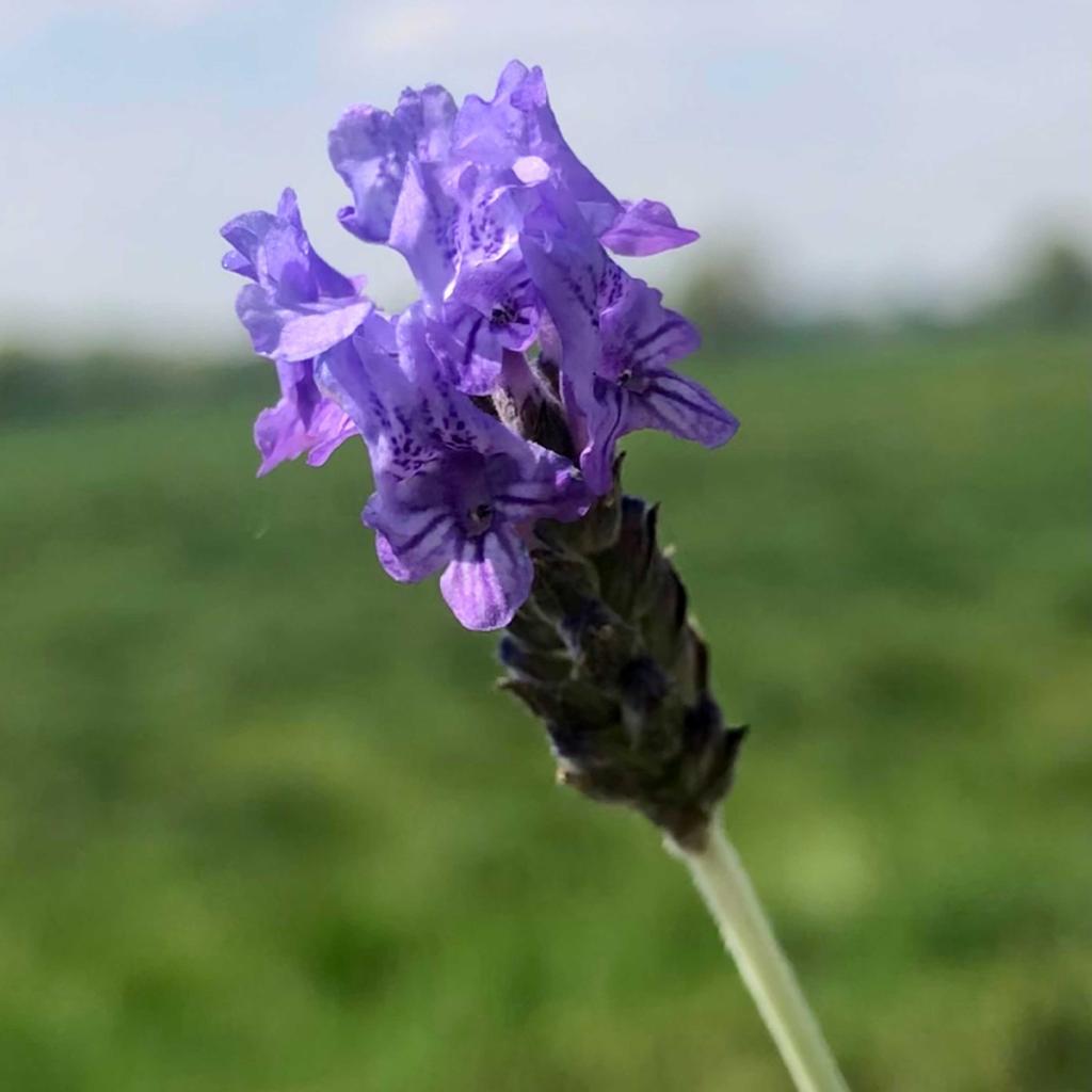 Lavandula pinnata var. Pinnata - Lavande pennée de Canaries à feuilles ...