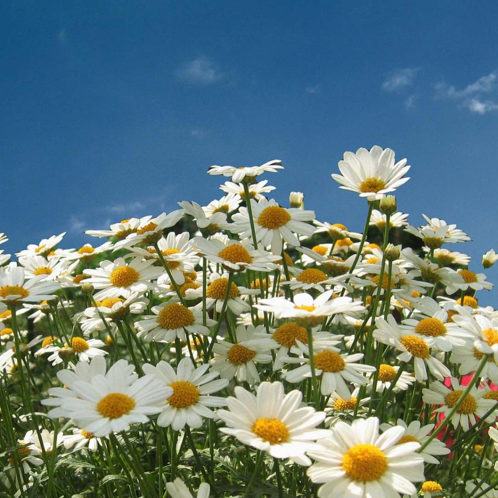 Marguerite commune - Leucanthemum vulgare - Vivace, comme une grande ...