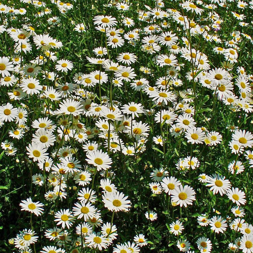 Marguerite commune - Leucanthemum vulgare - Vivace, comme une grande ...