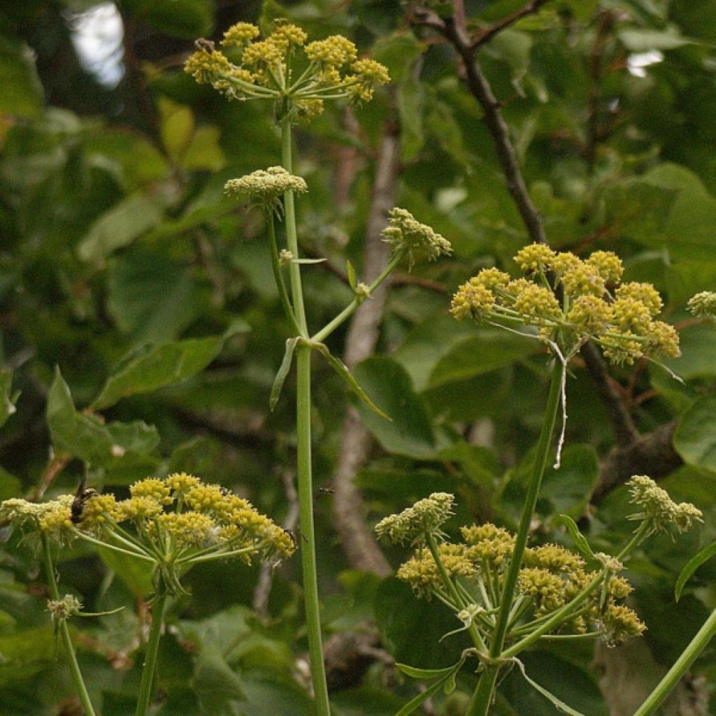 Liveche ou Ache des montagnes - Plant - Légumes perpétuels
