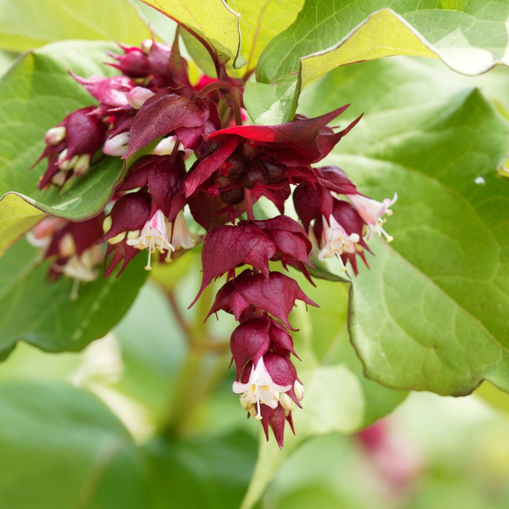 Leycesteria formosa Little Lanterns - Arbre aux faisans compact au ...