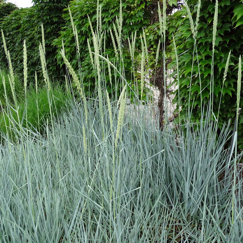 Leymus arenarius Blue Dune - Blé d'Azur - Graminée vivace à feuillage ...