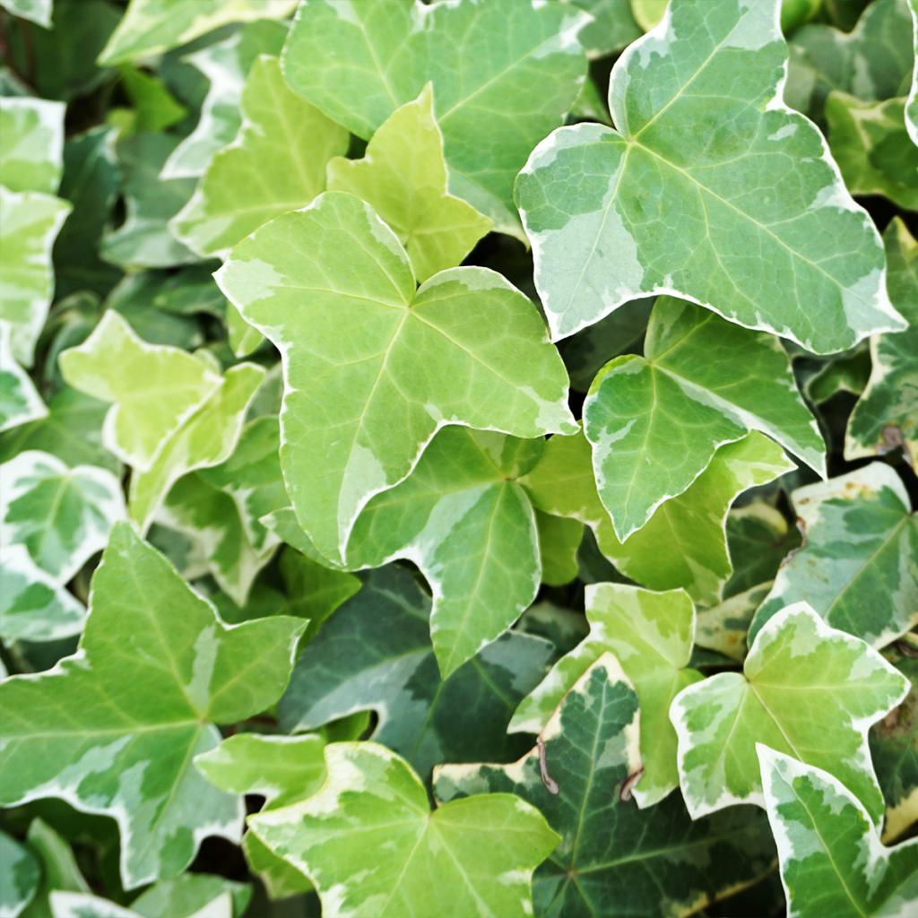 Hedera helix Eva - Lierre commun panaché compact