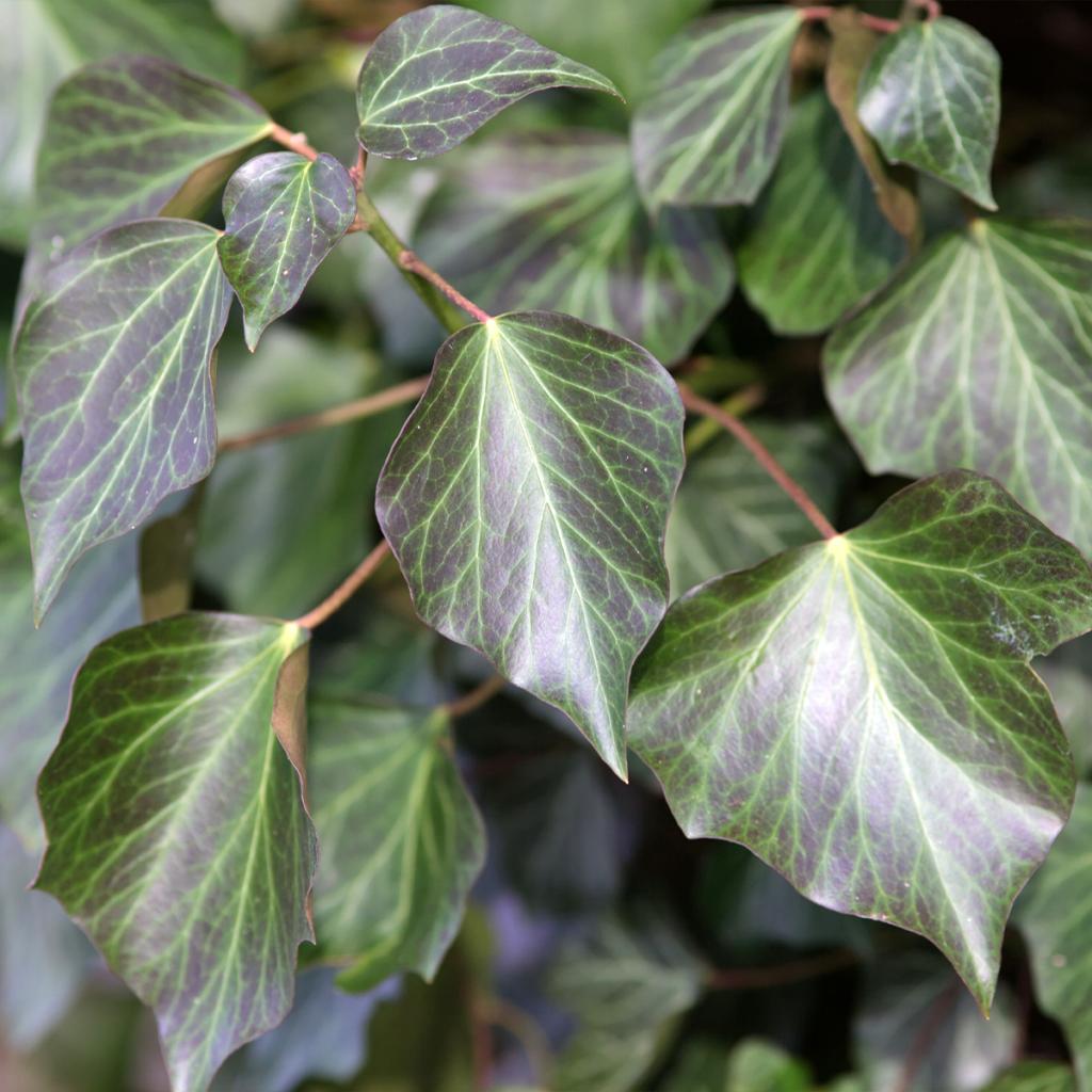 Hedera helix Woerner - Lierre commun vert à grand développement
