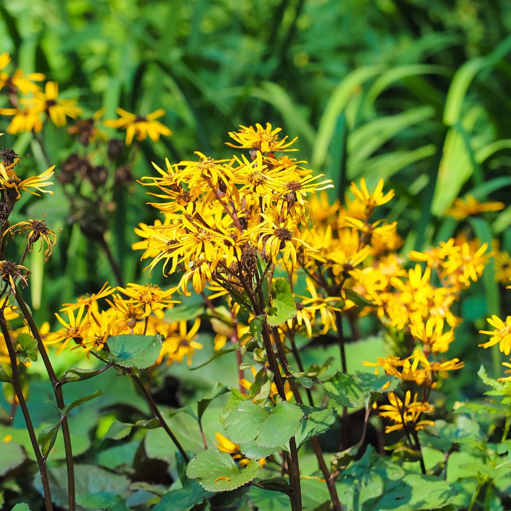 Ligularia dentata Othello - Ligulaire à feuillage pourpre