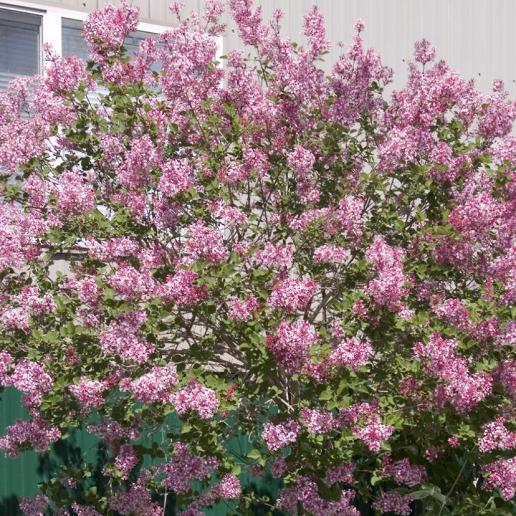 Syringa Tinkerbelle - Lilas nain rouge vineux et rose très parfumé