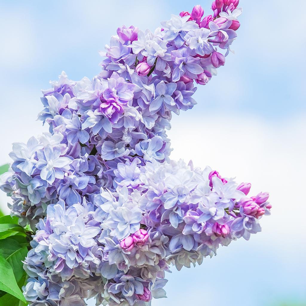 Syringa vulgaris Nadezhda - Lilas double, mauve, très parfumé