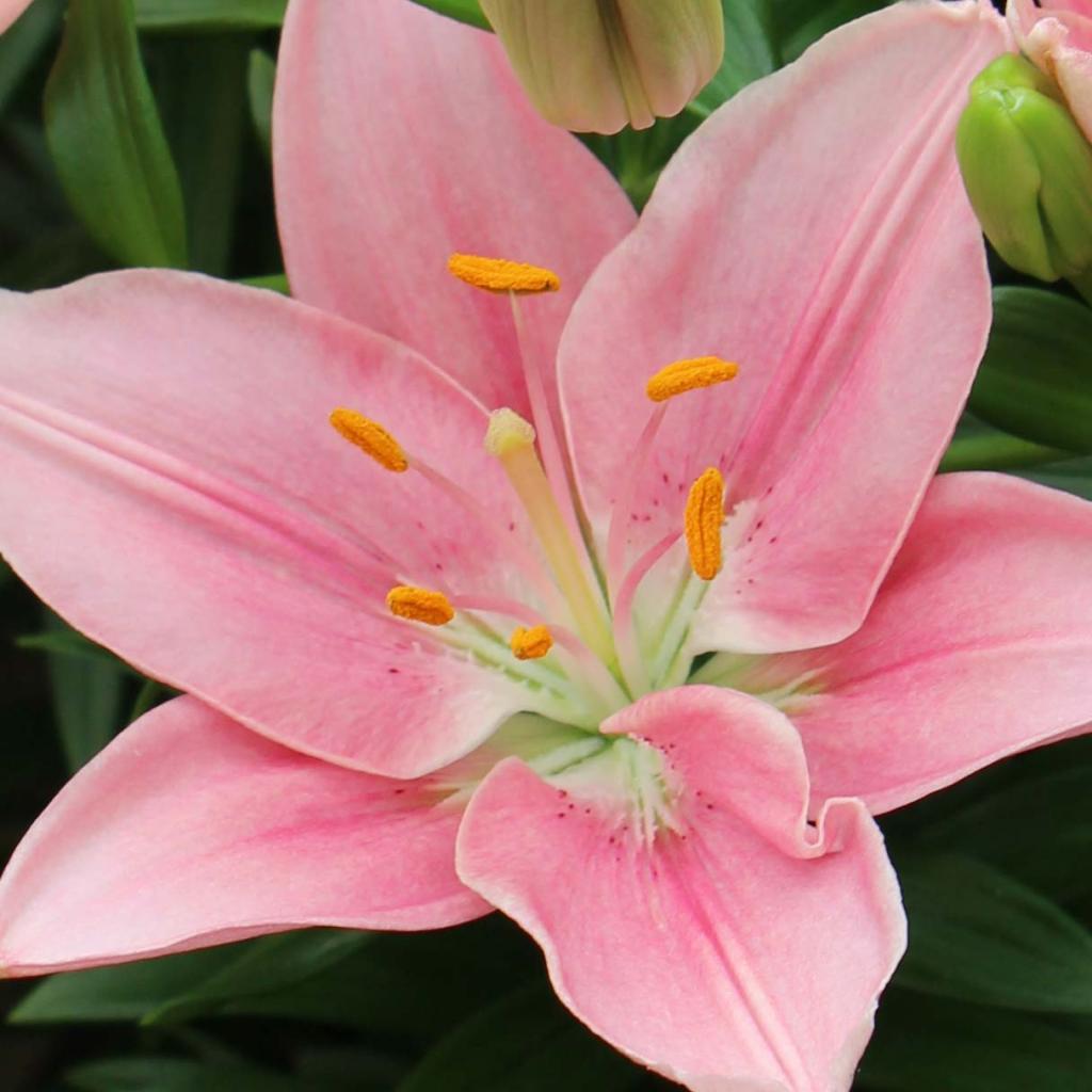 Lilium Foxtrot - Hybride de Lis asiatique - Lys - Variété hâtive ...