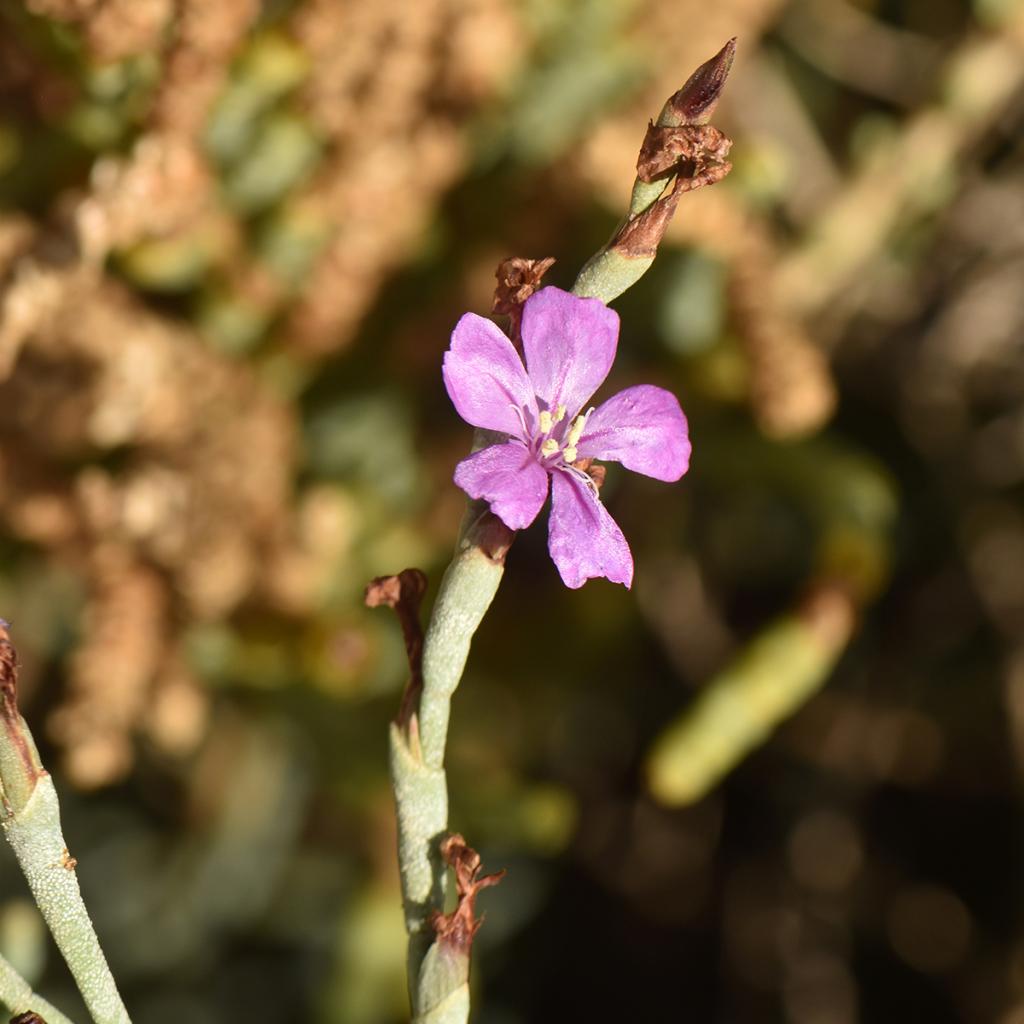 Limoniastrum monopetalum - Grand statice - Lavande de mer - Arbrisseau ...