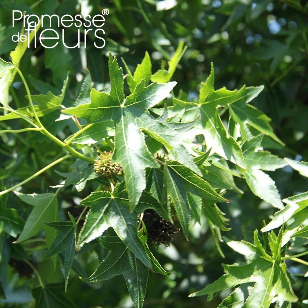 Liquidambar styraciflua Lane Roberts - Copalme d'Amérique Lane Roberts