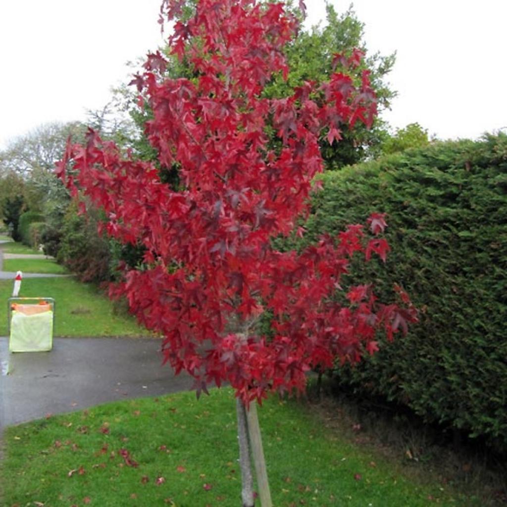 Liquidambar styraciflua Lane Roberts - Copalme d'Amérique Lane Roberts