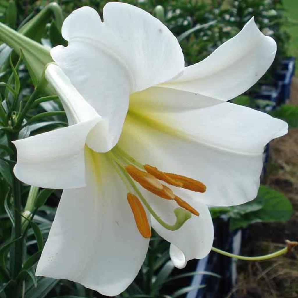 Lys royal blanc - Lilium regale Album - Lis royal blanc - Lis trompette ...