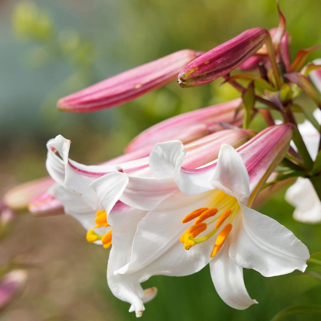 Lilium regale - Lis royal - Lis Botanique - grandes fleurs en trompette ...
