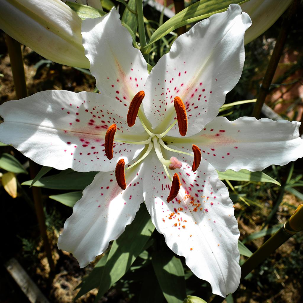Lis Groupe trompette Oriental - Lilium Muscadet - Hybrides orientaux ...