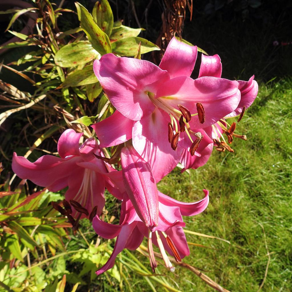 Lilium Pink Perfection - Lis hybride groupe trompette Pink Perfection ...