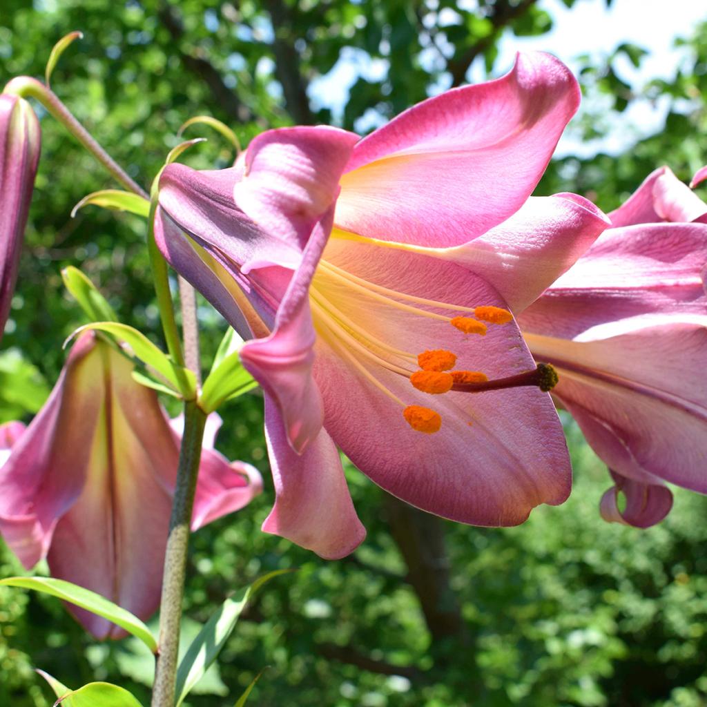 Lilium Pink Perfection - Lis hybride groupe trompette Pink Perfection ...