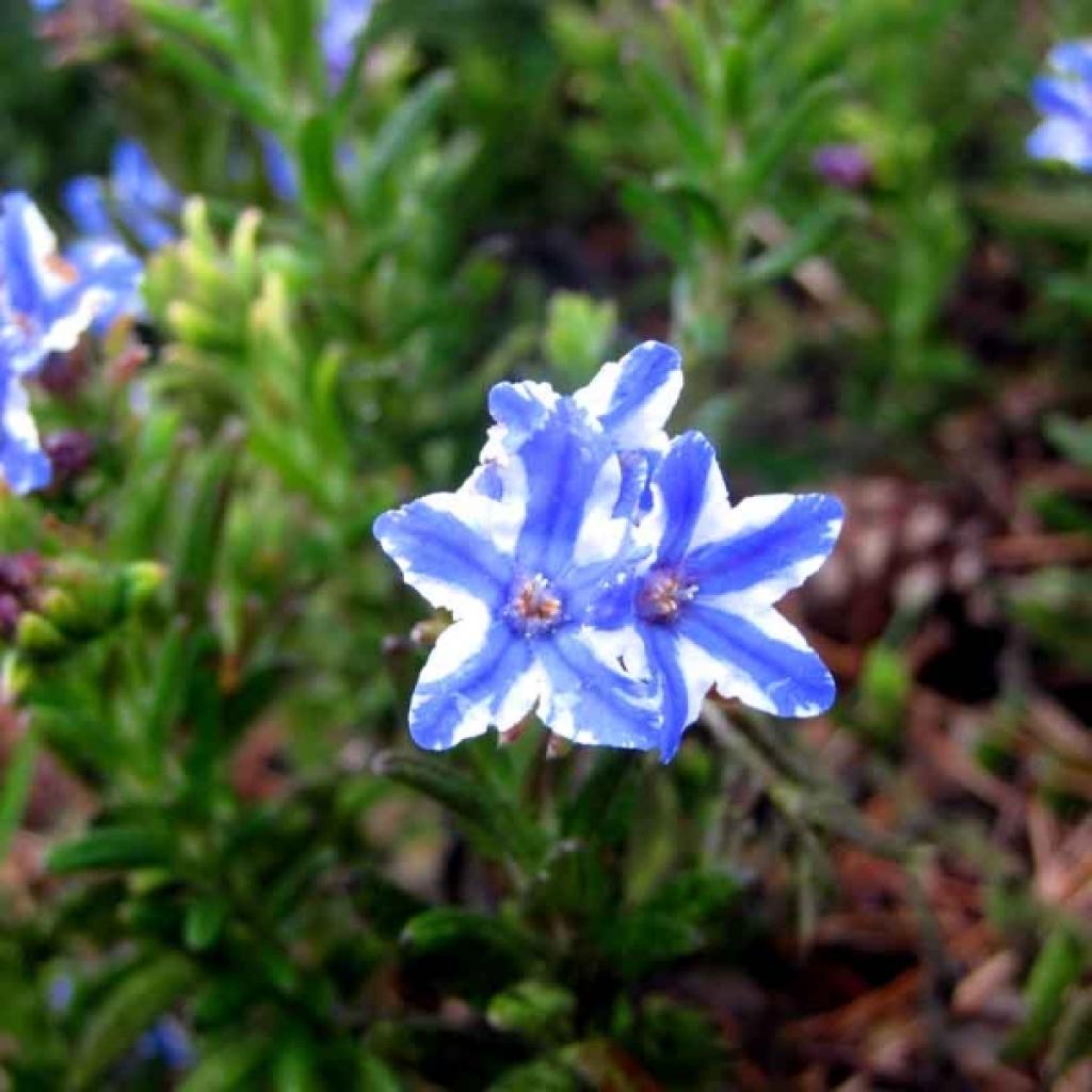 Lithodora diffusa diffusa Star - Grémil - Des fleurs bleues bordées de ...