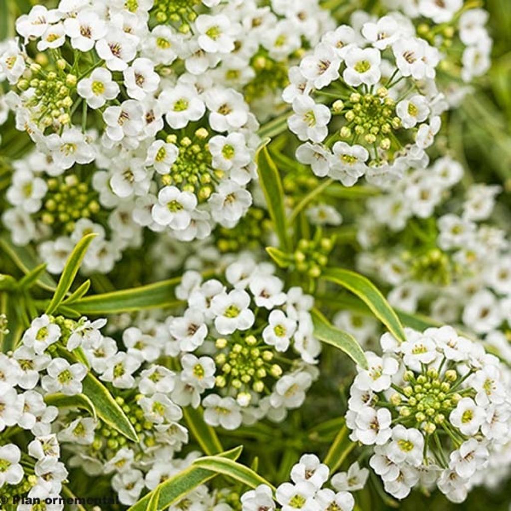 Alysse odorant, Lobularia maritima Primavera Princess, Alyssum ...