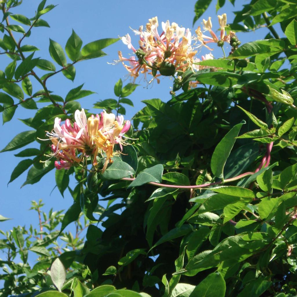 Le lonicera Caprifolium ou chevrefeuille des jardins - jolie grimpante ...