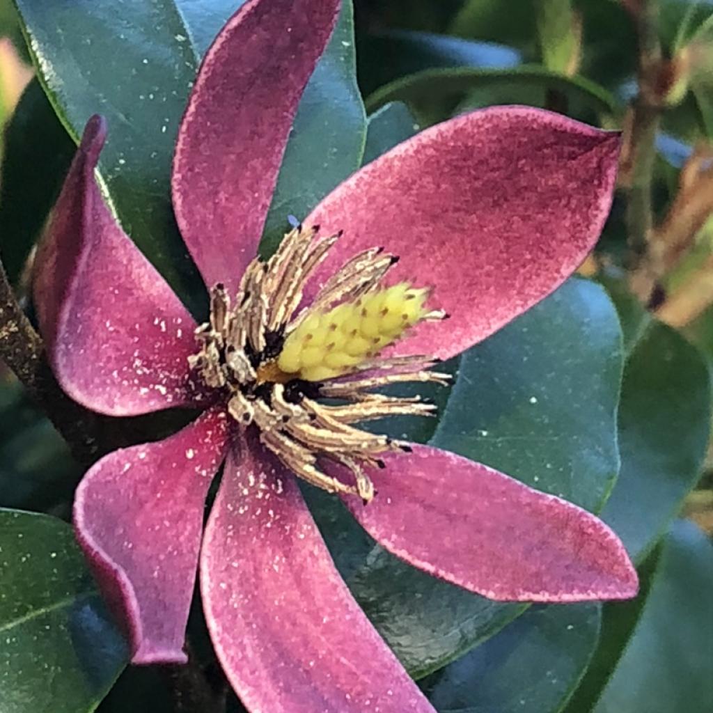 Magnolia figo Stellar Ruby - Michelia assez rustique au port étroit et ...