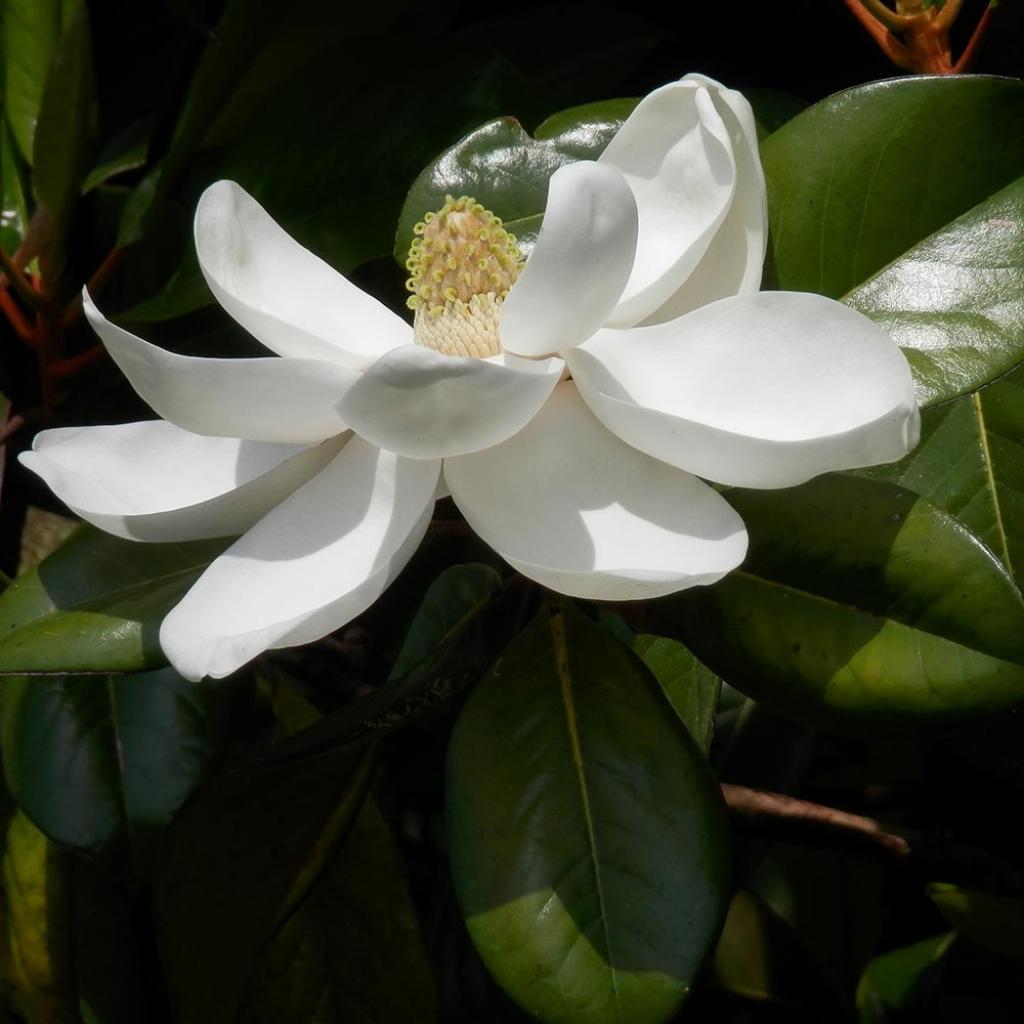Magnolia grandiflora Treyve - Petit magnolia persistant au port en ...