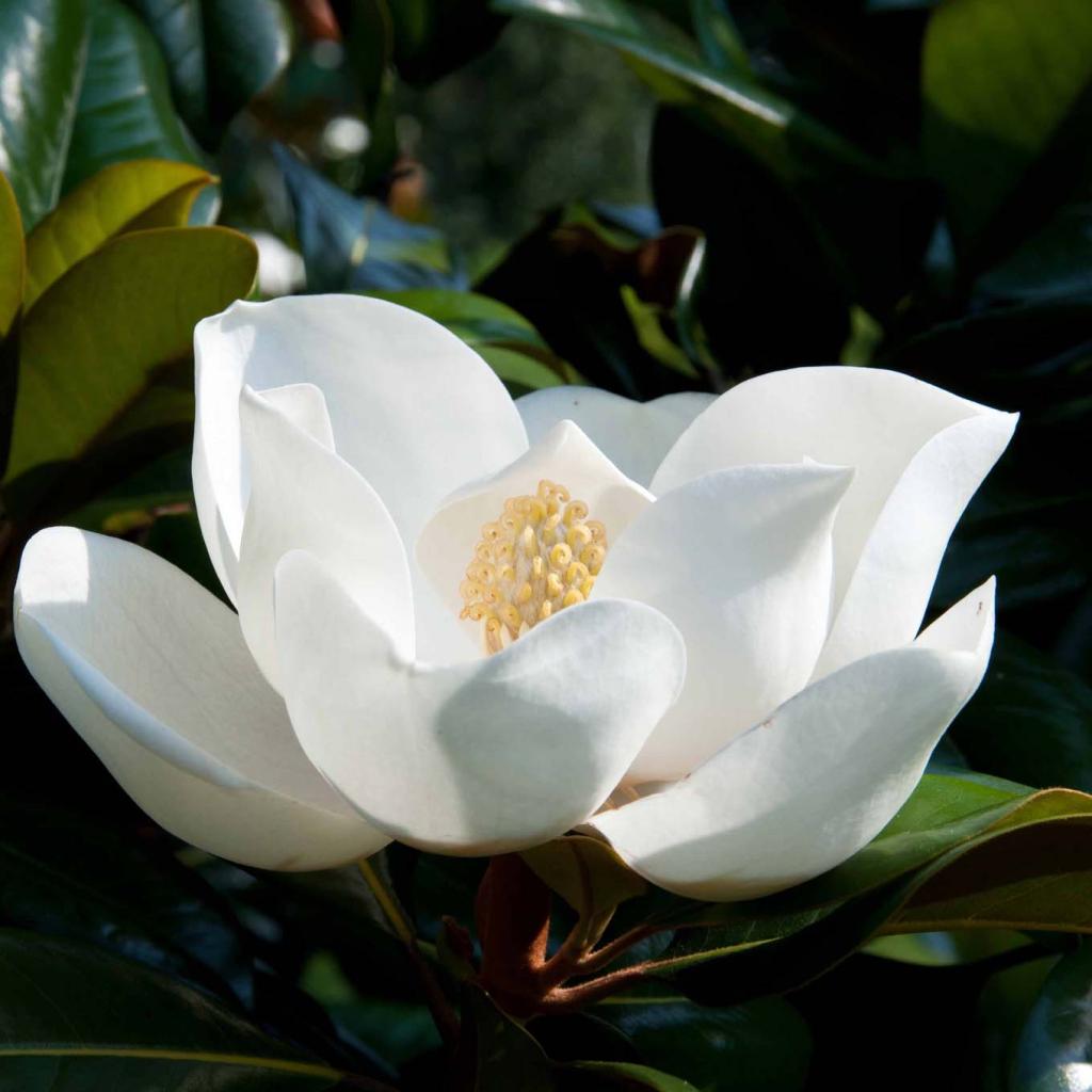Magnolia grandiflora D.d. Blanchard - Magnolia persistant à grandes fleurs