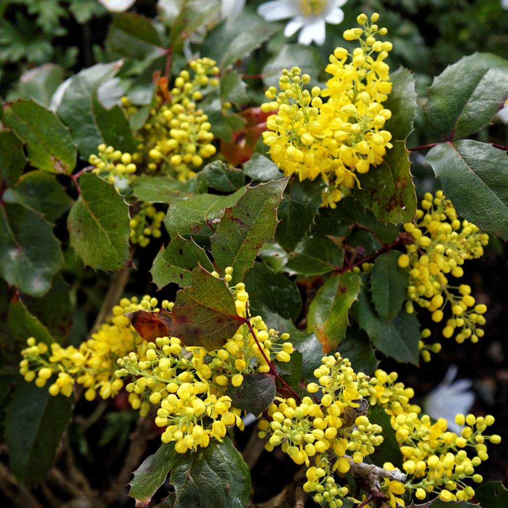 Mahonia aquifolium Apollo - Mahonia à feuilles de houx bien florifère
