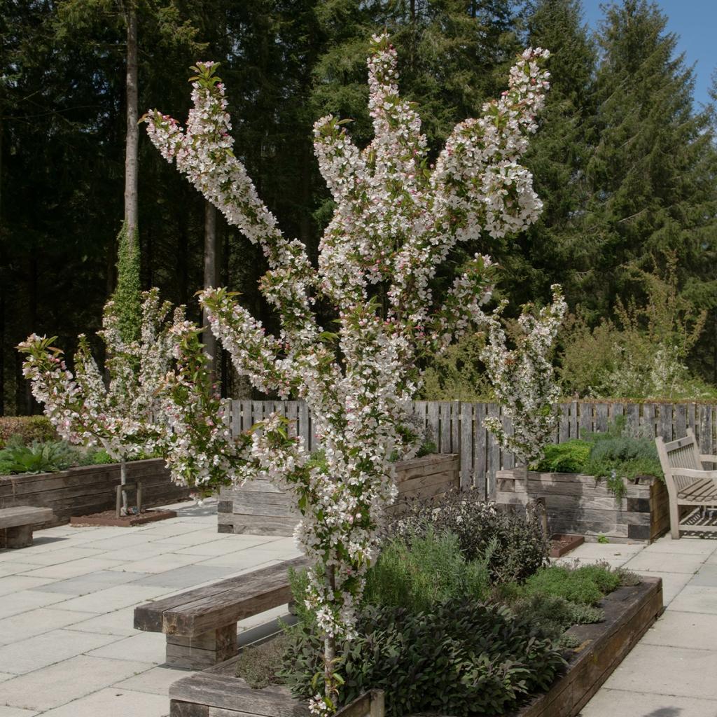 Malus Red Jewel - Pommier d'ornement à fleurs blanches et fruits rouges