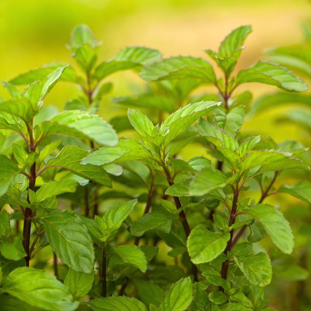 Menthe bergamote - Mentha piperita citrata - Plant d'aromatique