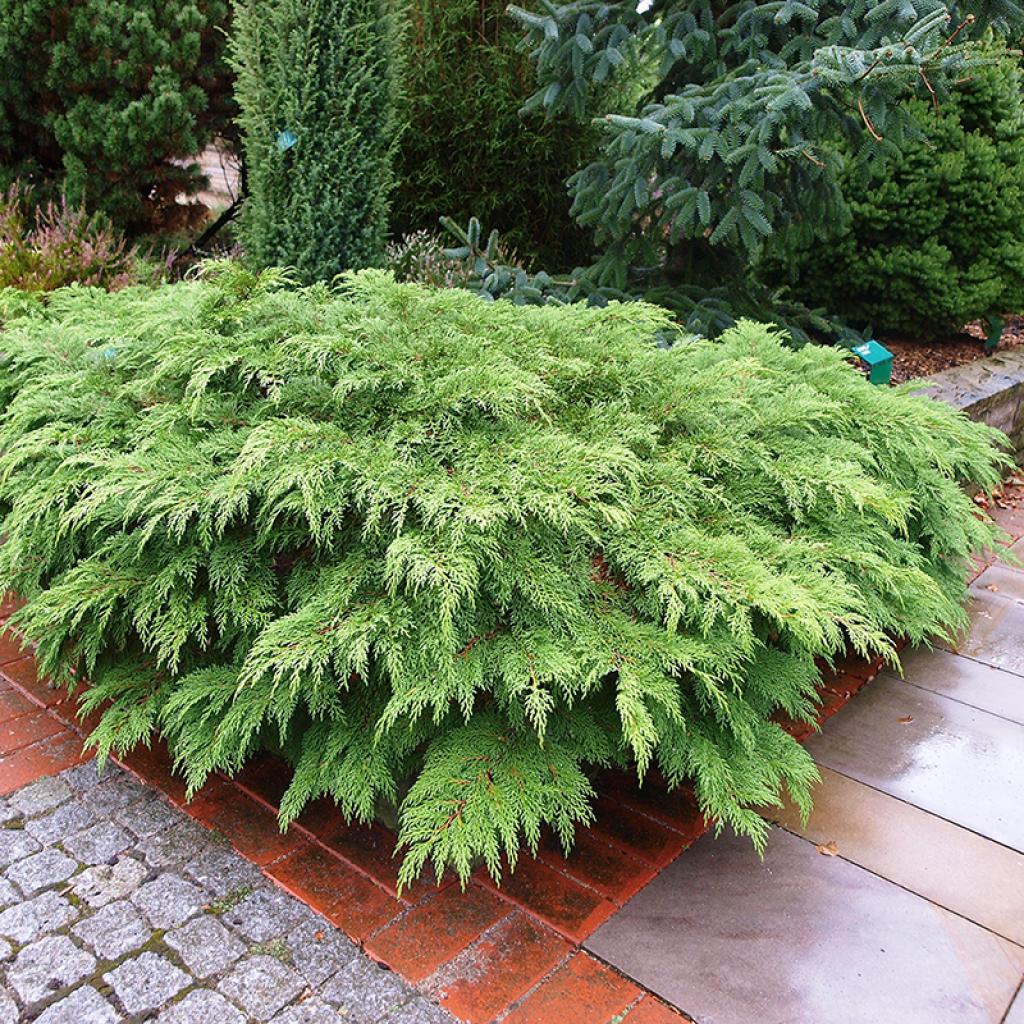 Microbiota decussata - Cyprès rampant de Sibérie - Conifère à port étalé