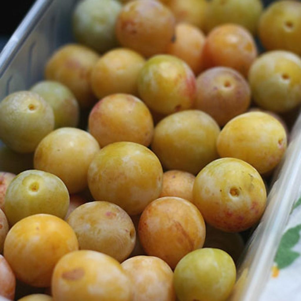 Prunier Mirabelle de Nancy - Petits fruits jaune à l’arôme d’abricot