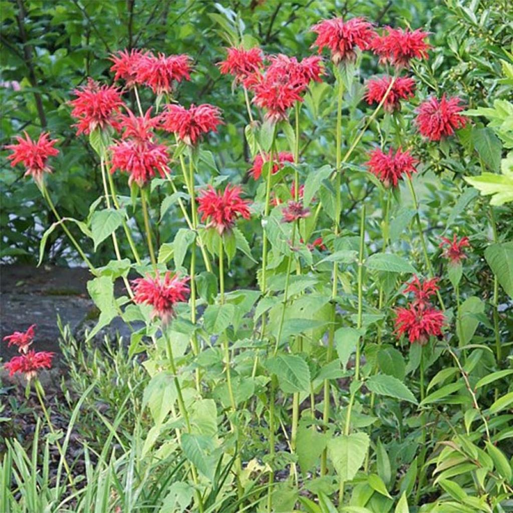 Monarde Cambridge Scarlet - Monarda Bergamote - Vivace aromatique à ...