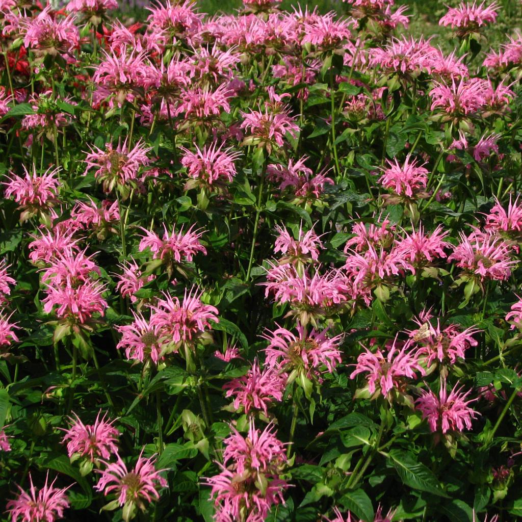 Monarde Croftway Pink - Monarda - Bergamote à fleurs rose tendre