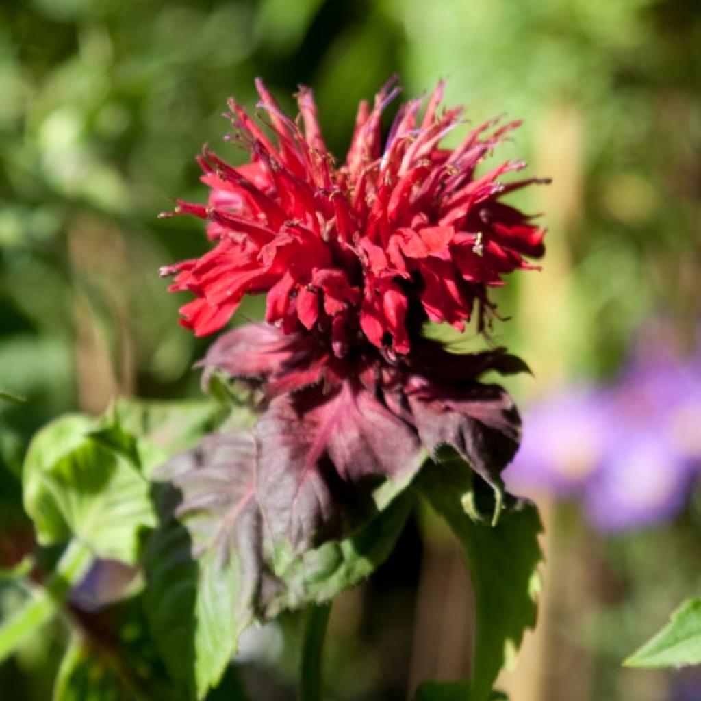 Monarde Fireball - Monarda - Vivace aromatique naine à fleurs rouge profond