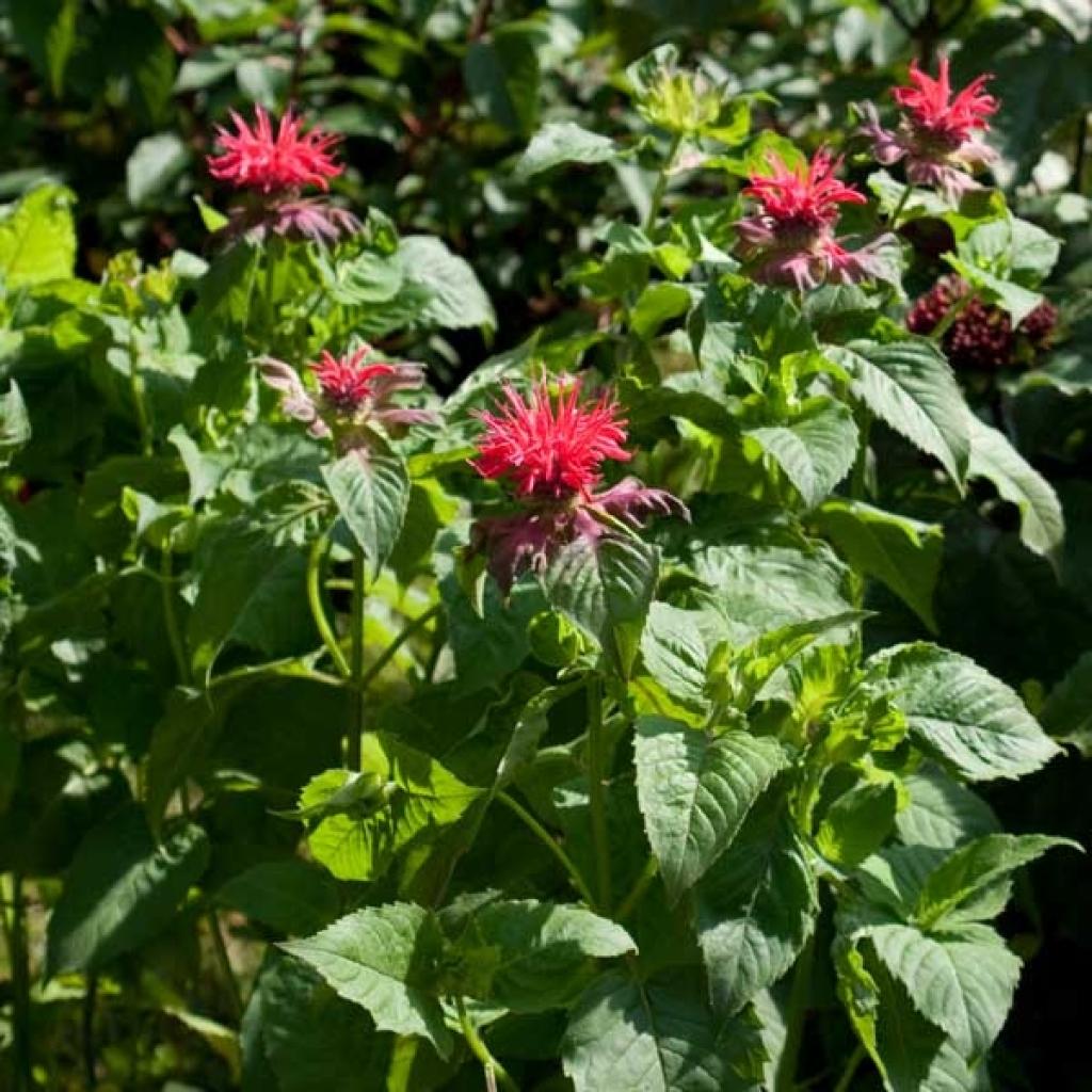 Monarde Fireball - Monarda - Vivace aromatique naine à fleurs rouge profond