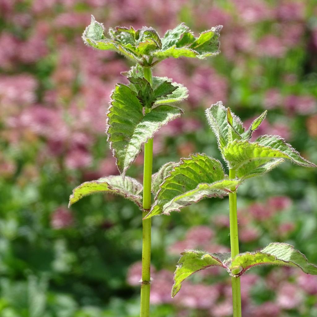 Monarde Fireball - Monarda - Vivace aromatique naine à fleurs rouge profond