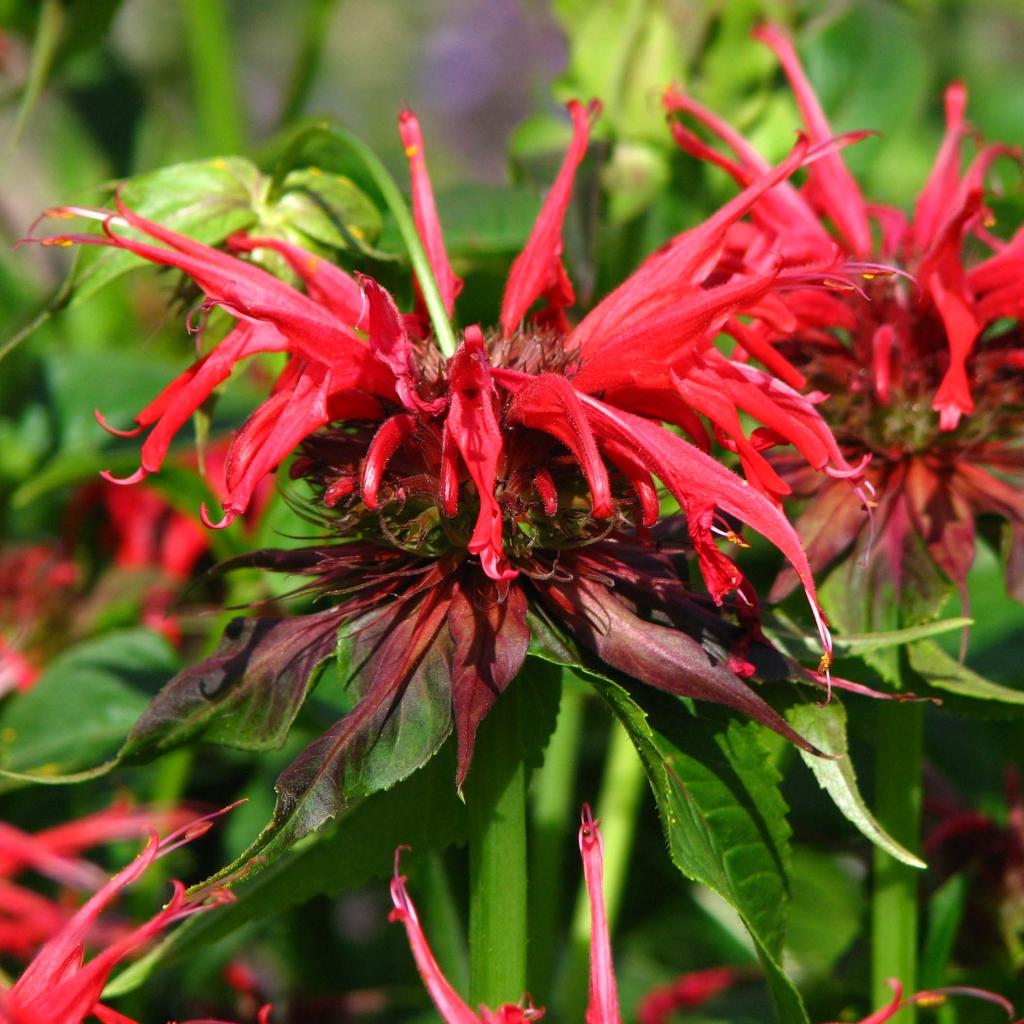 Monarde Squaw - Monarda Bergamote - Vivace aromatique à fleurs rouge ...