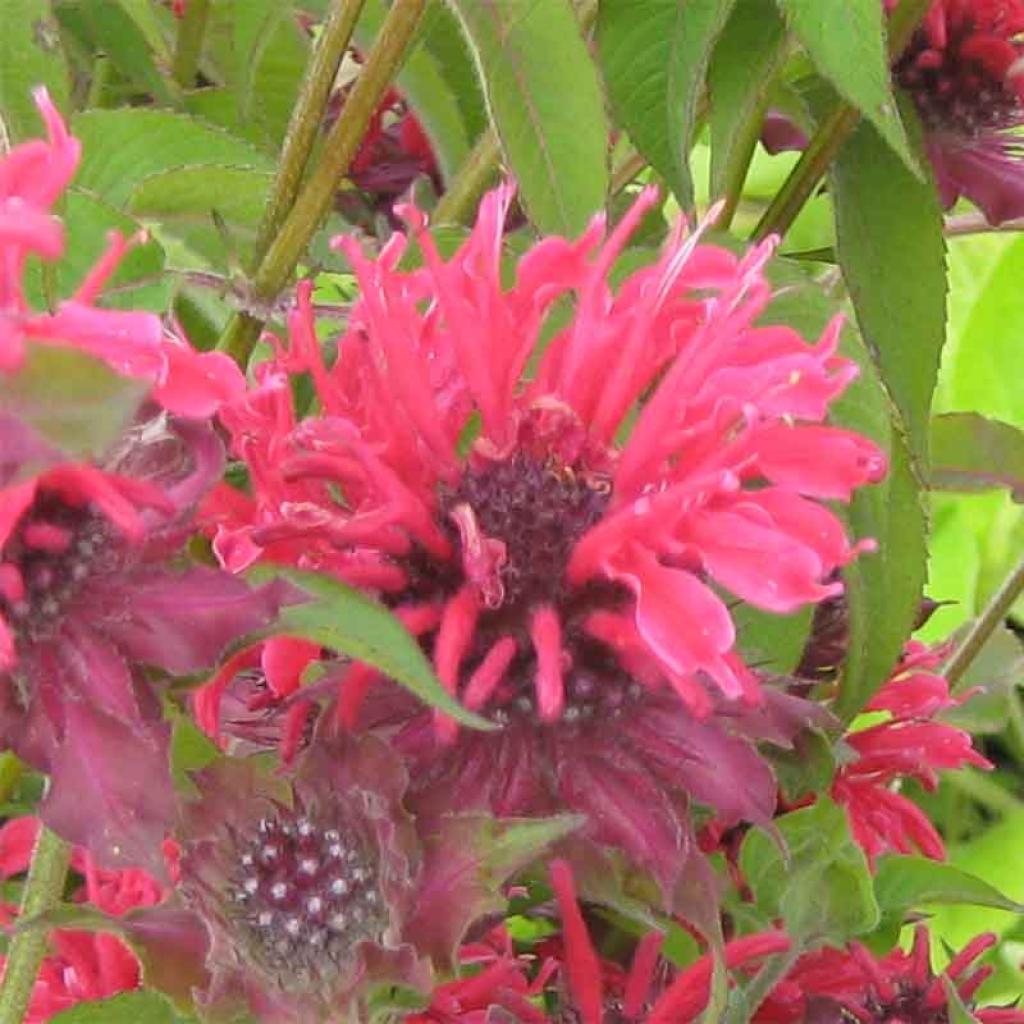 Monarde Gewitter Wolke - Monarda - Bergamote vivace à fleurs rose tyrien