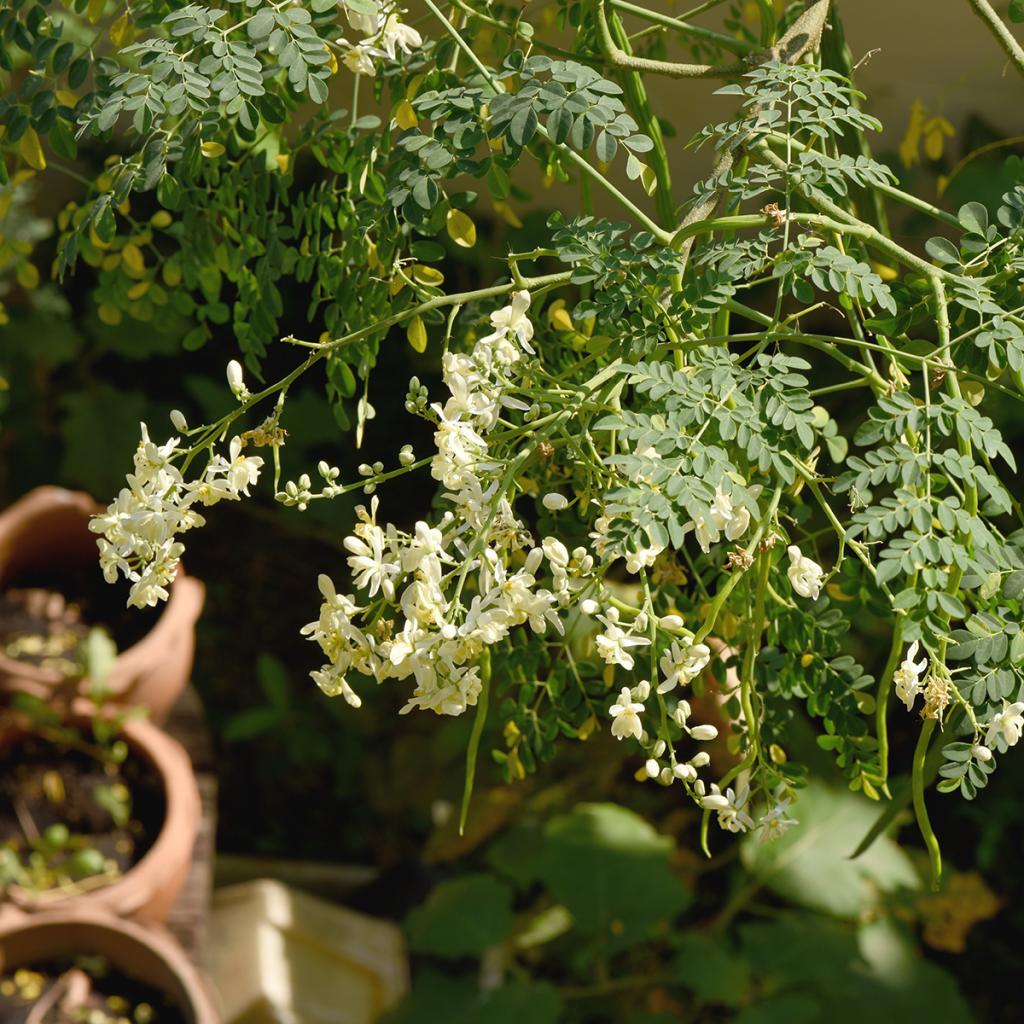 Moringa oleifera - Arbre tropical - Arbre de vie - Plante d'intérieur