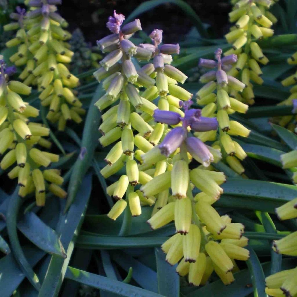Muscari macrocarpum Golden fragrance - Jacinthe à grappes jaunes parfumées.