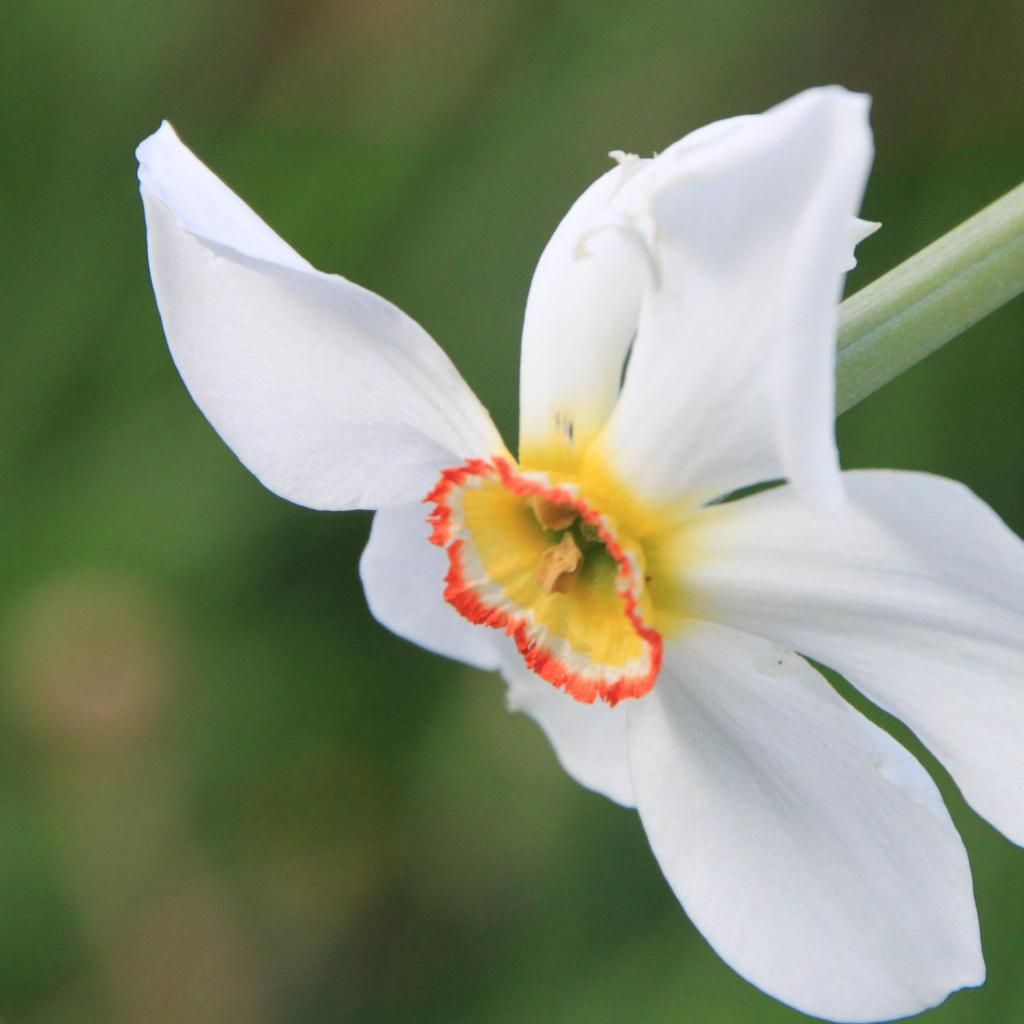 Narcissus poeticus recurvus - vrai narcisse des poètes