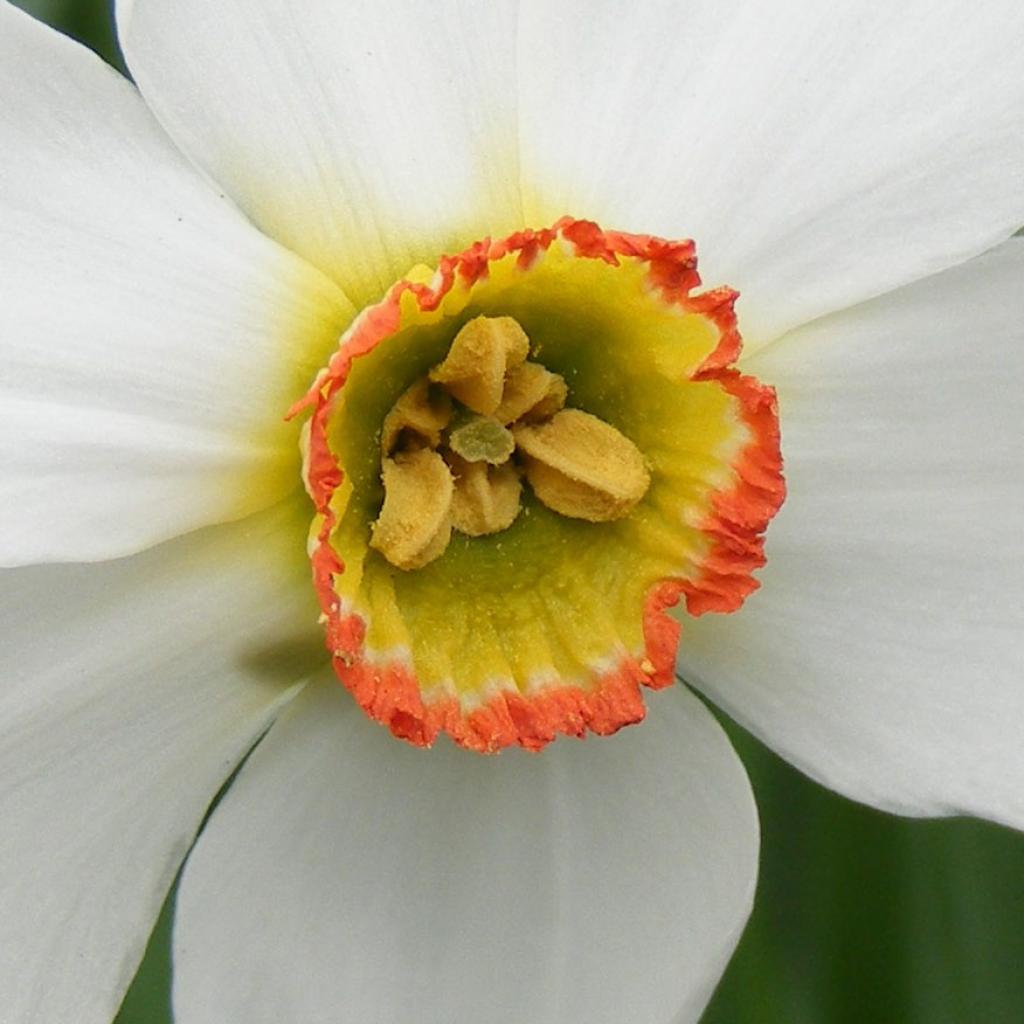 Narcissus poeticus recurvus - vrai narcisse des poètes