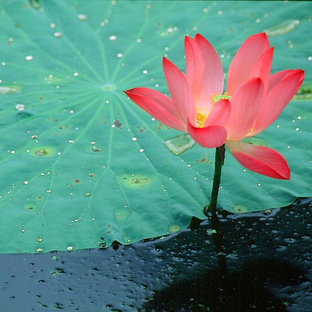 Nymphaea Fabiola - Nénuphar rose - Plante aquatique