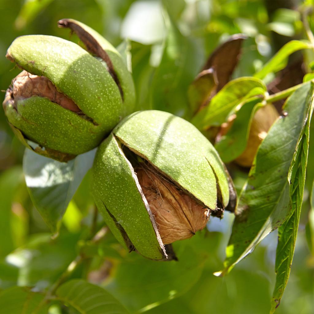 Noyer commun Corne - Corne du Périgord - Juglans regia - variété française