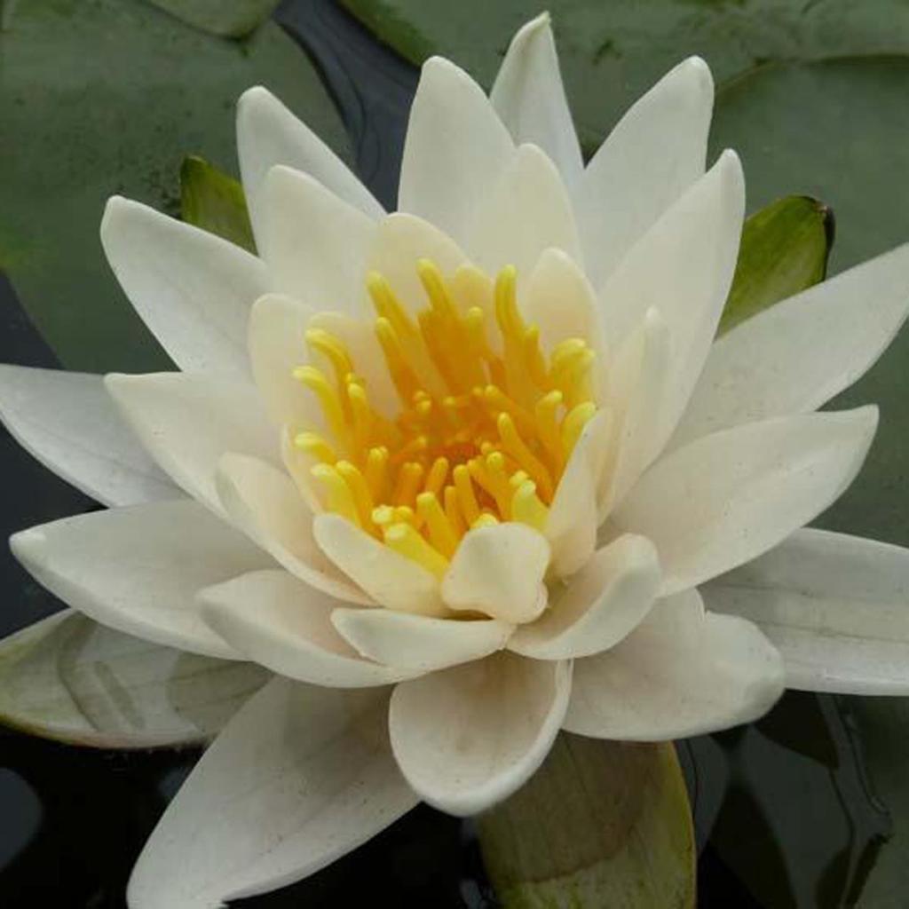 Nymphaea tetragona - Nénuphar blanc, nain - Plante aquatique